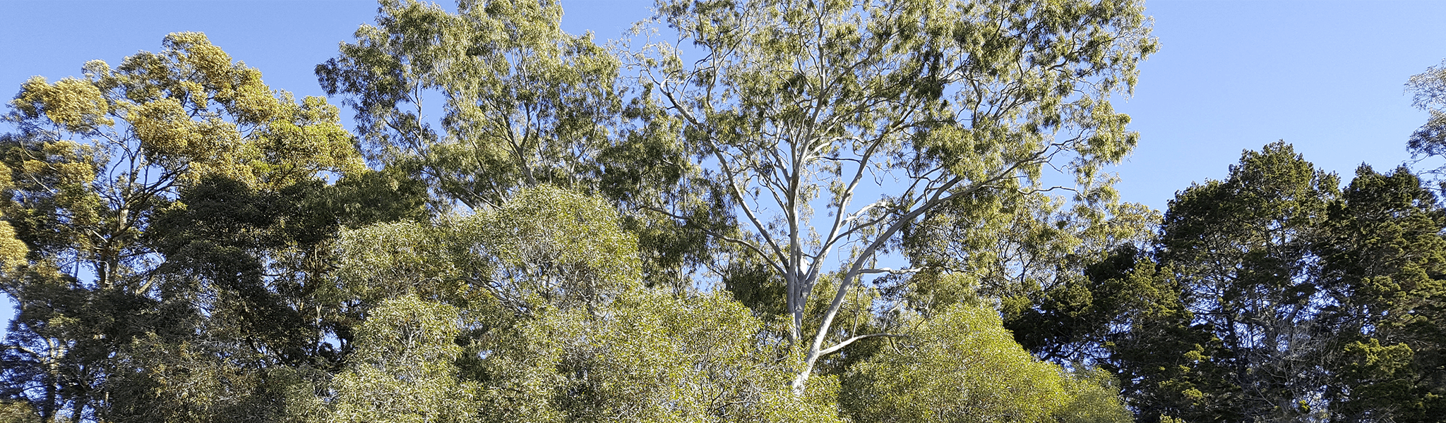 Jinibara State School